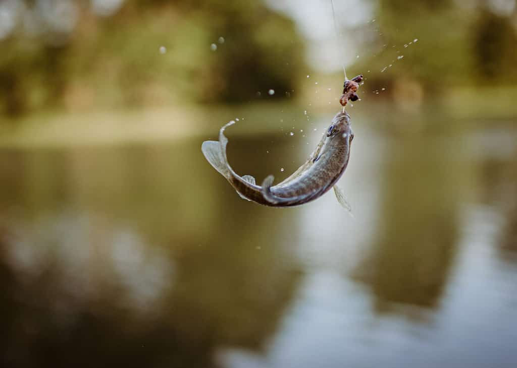 Discover the Official State Fish of Illinois - A-Z Animals