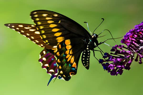 How Many Legs Does a Butterfly Have? - A-Z Animals
