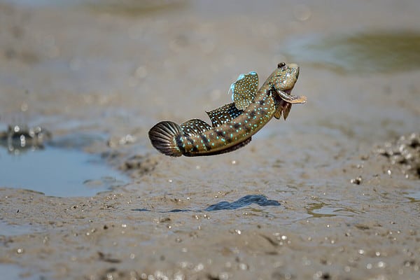 Mudskipper Fish Facts - A-Z Animals