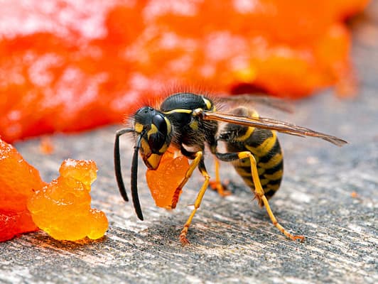 Discover the 7 Types of Ants Set to Emerge in Washington State This ...