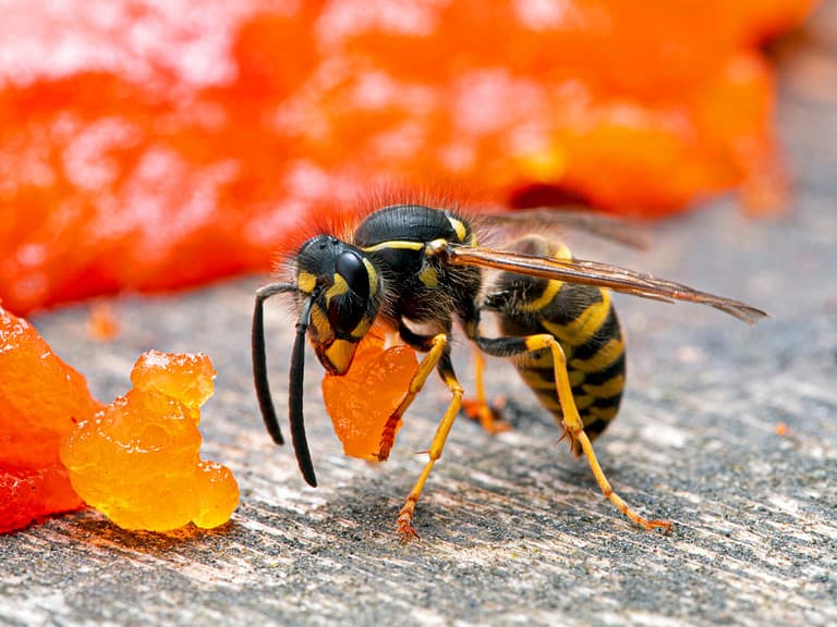 Types of Wasps In Colorado Ranked By the Pain of Their Sting - A-Z Animals