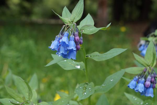 6 Beautiful Wildflowers You'll Find in Utah - A-Z Animals