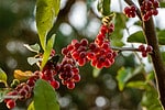 Discover 10 Invasive Species in Tennessee - A-Z Animals