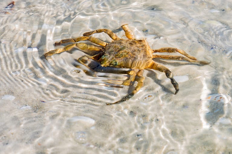 Stone Crab Animal Facts - A-Z Animals