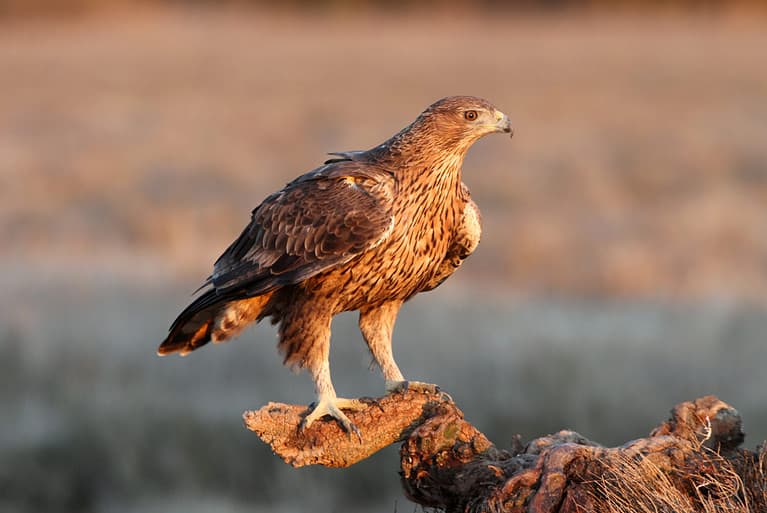 Every Type of Eagle and Why Each Is So Incredible - A-Z Animals