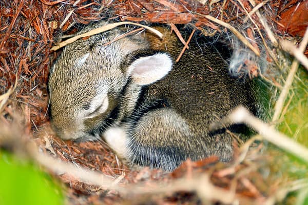 When Do Rabbits Have Babies? - A-Z Animals