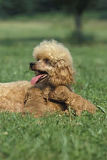 Poodle Progression: Growth Chart, Milestones, and Training Tips - A-Z ...