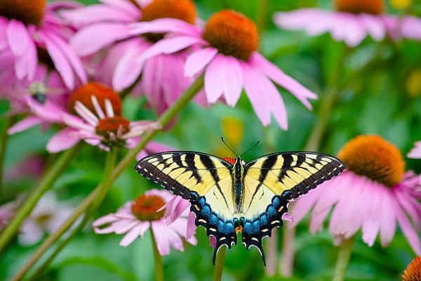 Discover the Fascinating World of Butterflies: More Than Just Beautiful ...
