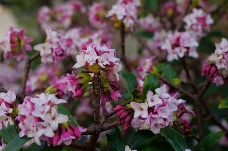 25 Beautiful Flowers That Start With D - A-Z Animals