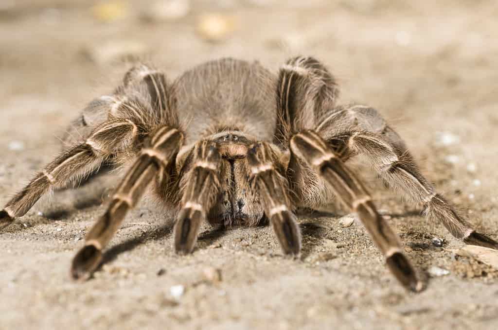 Tarantula Size Comparison: Just How Big Do These Spiders Get? - A-Z Animals