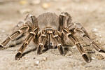 This Is the Average Lifespan of a Tarantula - A-Z Animals