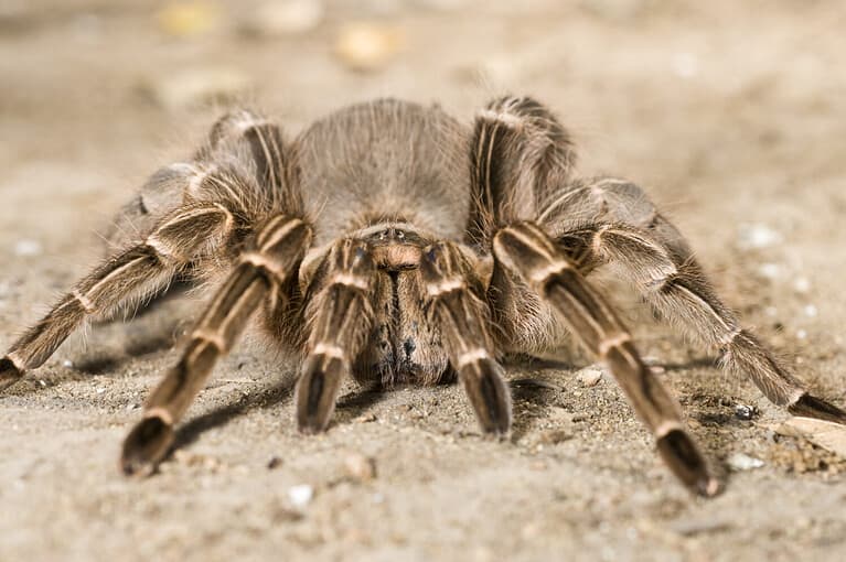 Tarantula Size Comparison: Just How Big Do These Spiders Get? - A-Z Animals