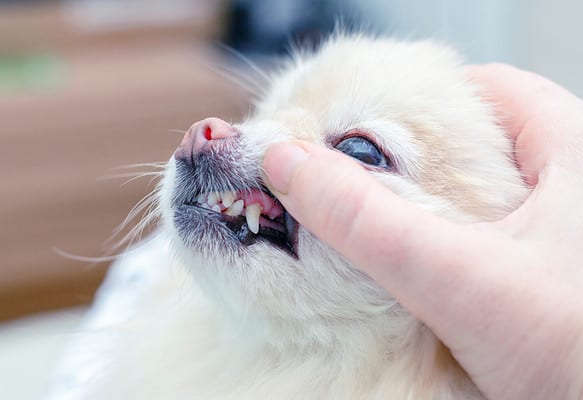 Canine Dental Chart: Decoding a Dog's Teeth