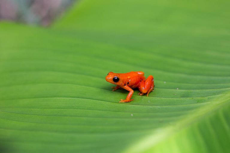 Meet the 14 Cutest Amphibians in the World - A-Z Animals