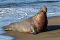 Discover the 11 Heaviest Animals Still Roaming Wild in the U.S. - A-Z ...