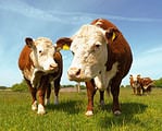 300+ Perfect Cow Names - A-Z Animals