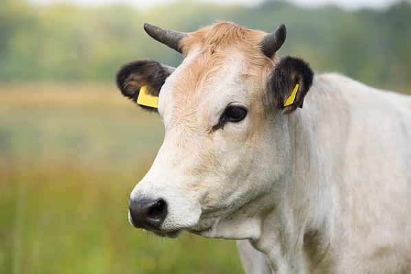 Do Bulls Actually Hate Red? Everything You Need to Know About Bull ...