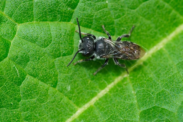 Black and White Bee: What Kind Is It and Does It Sting? - A-Z Animals