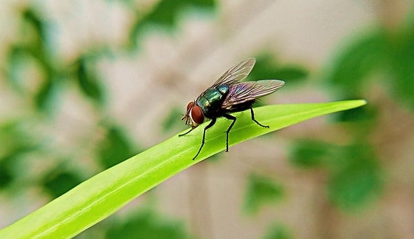 Fly Poop: Everything You've Ever Wanted to Know - A-Z Animals