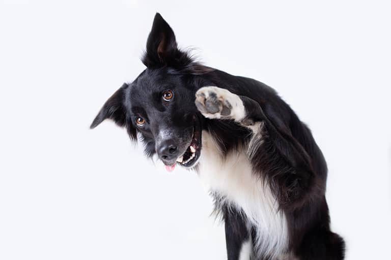 8 Common Health Problems Seen in Border Collies - A-Z Animals