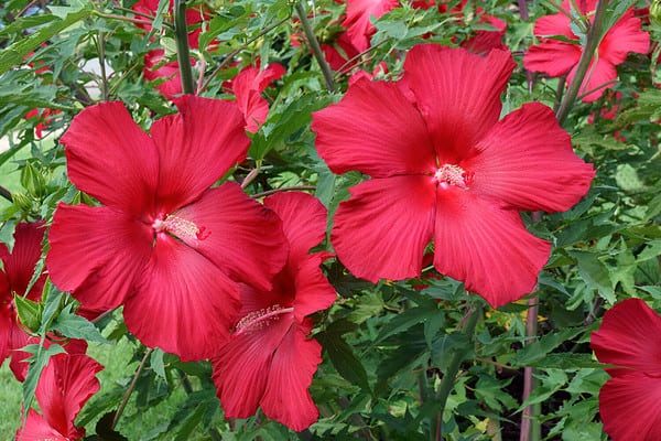 23 Beautiful Types of Red Wildflowers - A-Z Animals