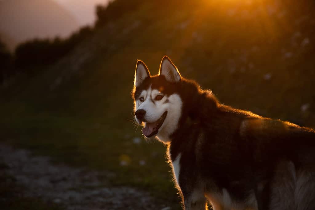 Discover the Top 7 Largest Husky Breeds - A-Z Animals