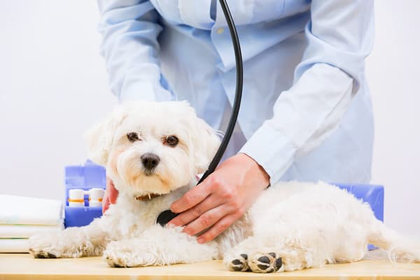 17 Common Maltese Health Problems & Concerns - A-Z Animals