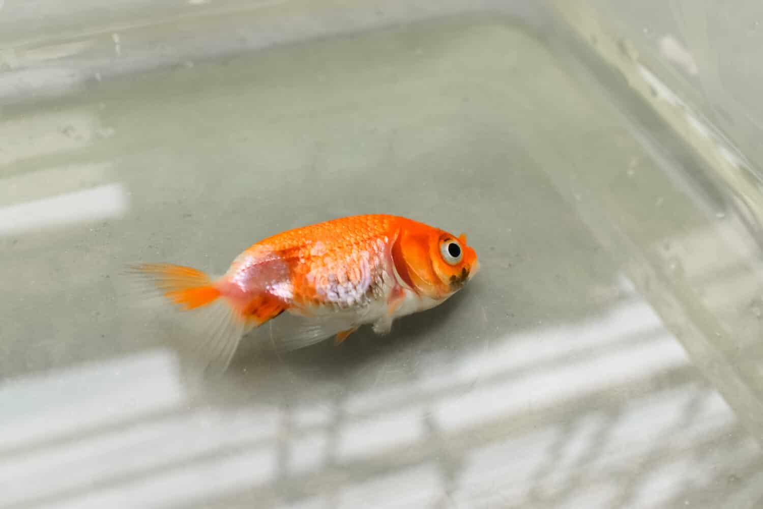 What is Red Pest Disease, And How Do You Treat It in Fish? - A-Z Animals