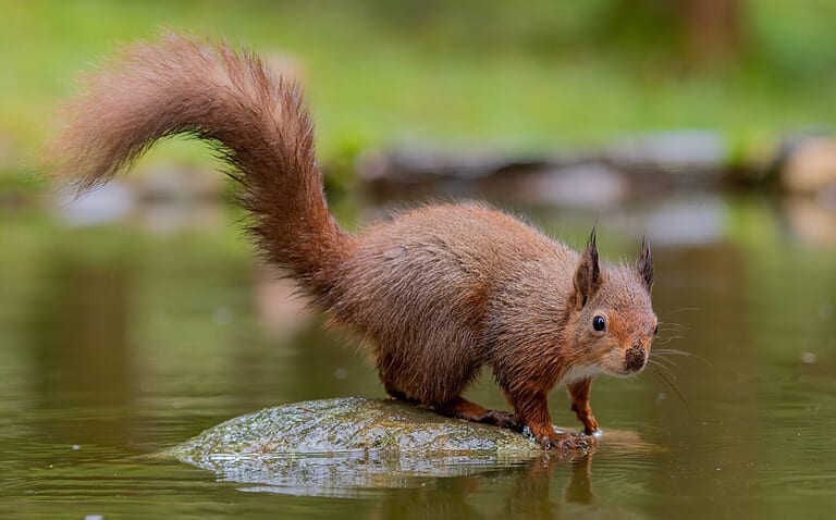 6 Sounds Squirrels Make and What Each Means - A-Z Animals