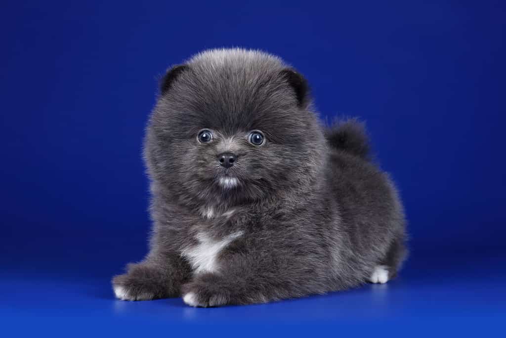 Discover the 7 Rarest Pomeranian Colors (#1 Costs $4,000!) - A-Z Animals