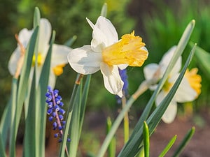 Discover These 9 Rare Types of Daffodils - A-Z Animals