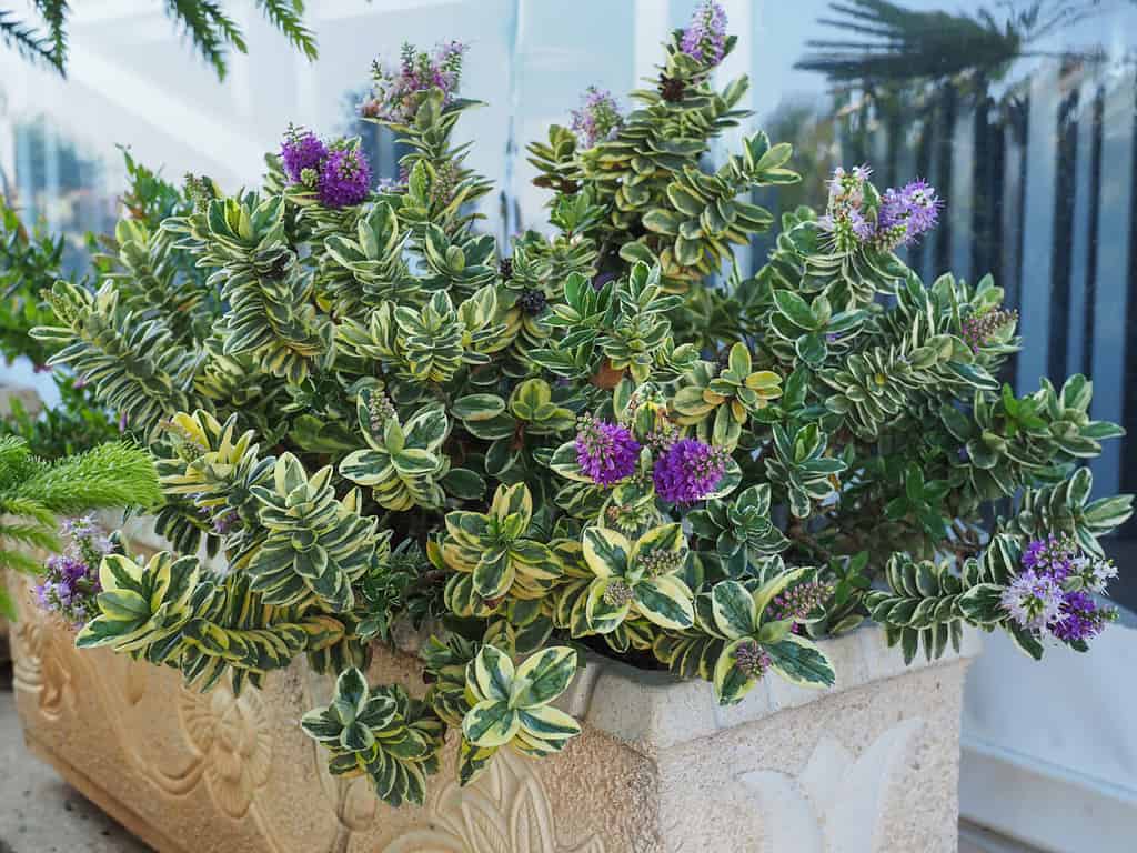 Best Plants For Year-Round Pots - A-Z Animals
