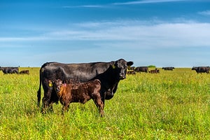 The Top 16 Most Expensive Types of Cows in 2024 - A-Z Animals