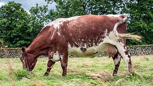 The Top 16 Most Expensive Types of Cows in 2024 - A-Z Animals