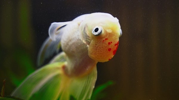 How to Use Epsom Salt for Your Fish Aquarium + 5 Benefits - A-Z Animals