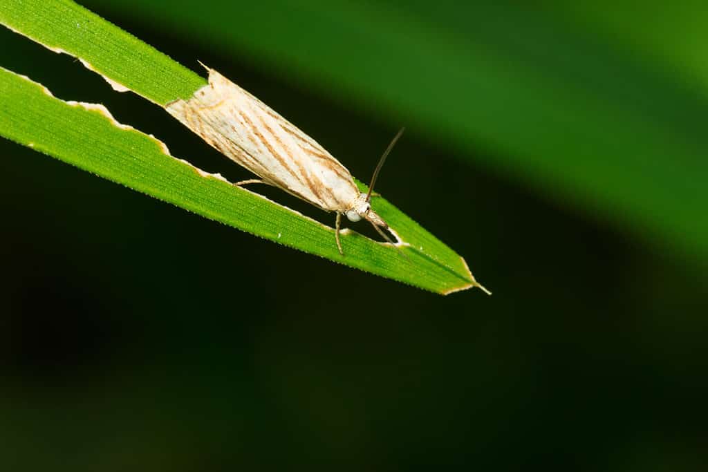 Beware of These 3 Worms That Kill Grass - A-Z Animals