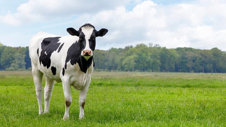 Cow Prices in 2024: Purchase Cost, Supplies, Food, and More! - A-Z Animals