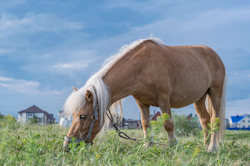 See 5 Rare and Unique Horse Colors - A-Z Animals