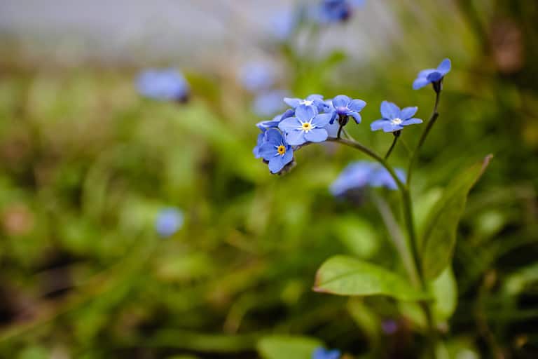 Forget-Me-Not Flowers: Meaning, Symbolism, and Proper Occasions - A-Z ...