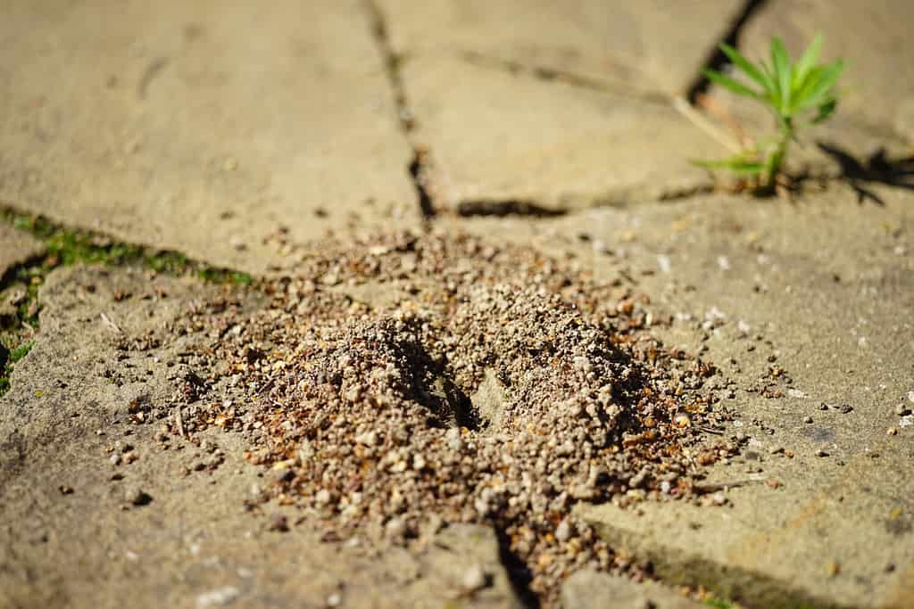 Wisconsinites Prepare! These 5 Ant Types Are Set to Emerge This Summer ...