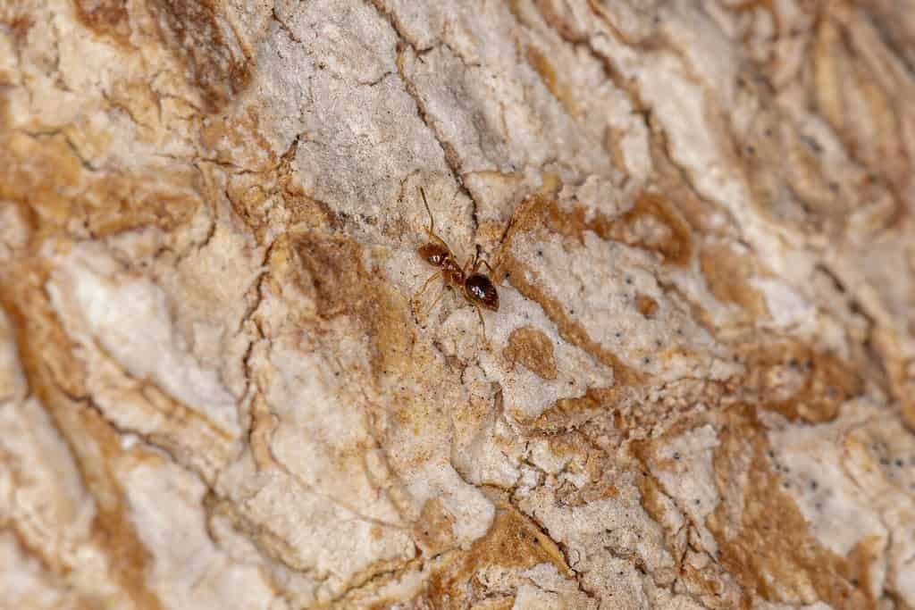 Discover The 6 Invasive Ants Crawling All Over Texas A Z Animals