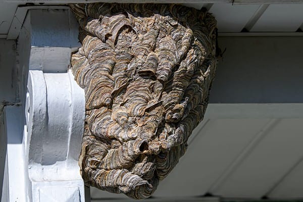 Everything You Need to Know About Hornet’s Nests - A-Z Animals Slideshows