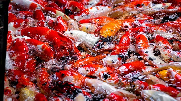 What is Red Pest Disease, And How Do You Treat It in Fish? - A-Z Animals