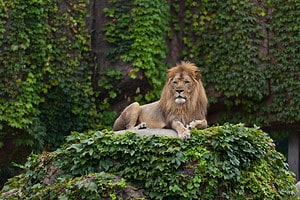 How Long Do Lions Live? Discover the Average Lifespan + The Oldest Lion ...