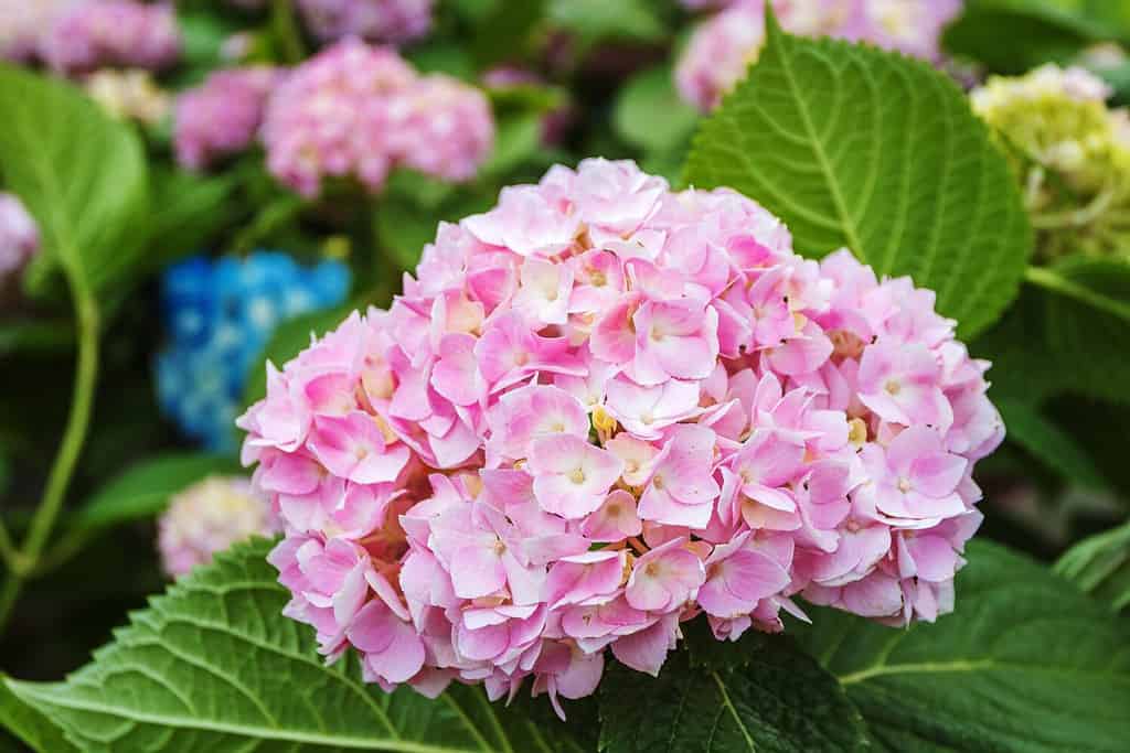 75 Gorgeous Flowers That Start With H - A-Z Animals