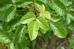 3 Effective Solutions that Kill Poison Oak Permanently - A-Z Animals