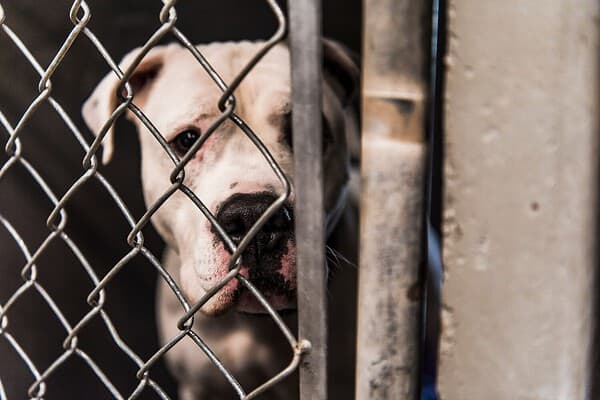 Are Pit Bulls the Most Troublesome Dogs? 28 Common Complaints About ...