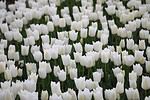 15 Gorgeous Flowers That Symbolize Forgiveness - A-Z Animals
