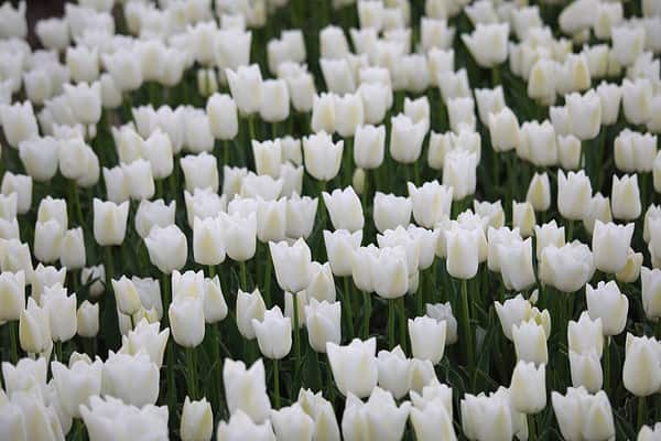 15 Gorgeous Flowers That Symbolize Forgiveness - A-Z Animals