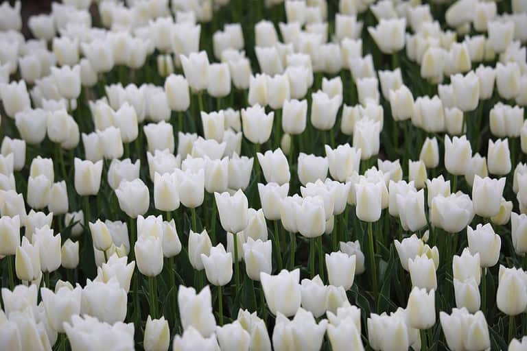 14 Amazing Flowers That Symbolize and Embody Rebirth - A-Z Animals
